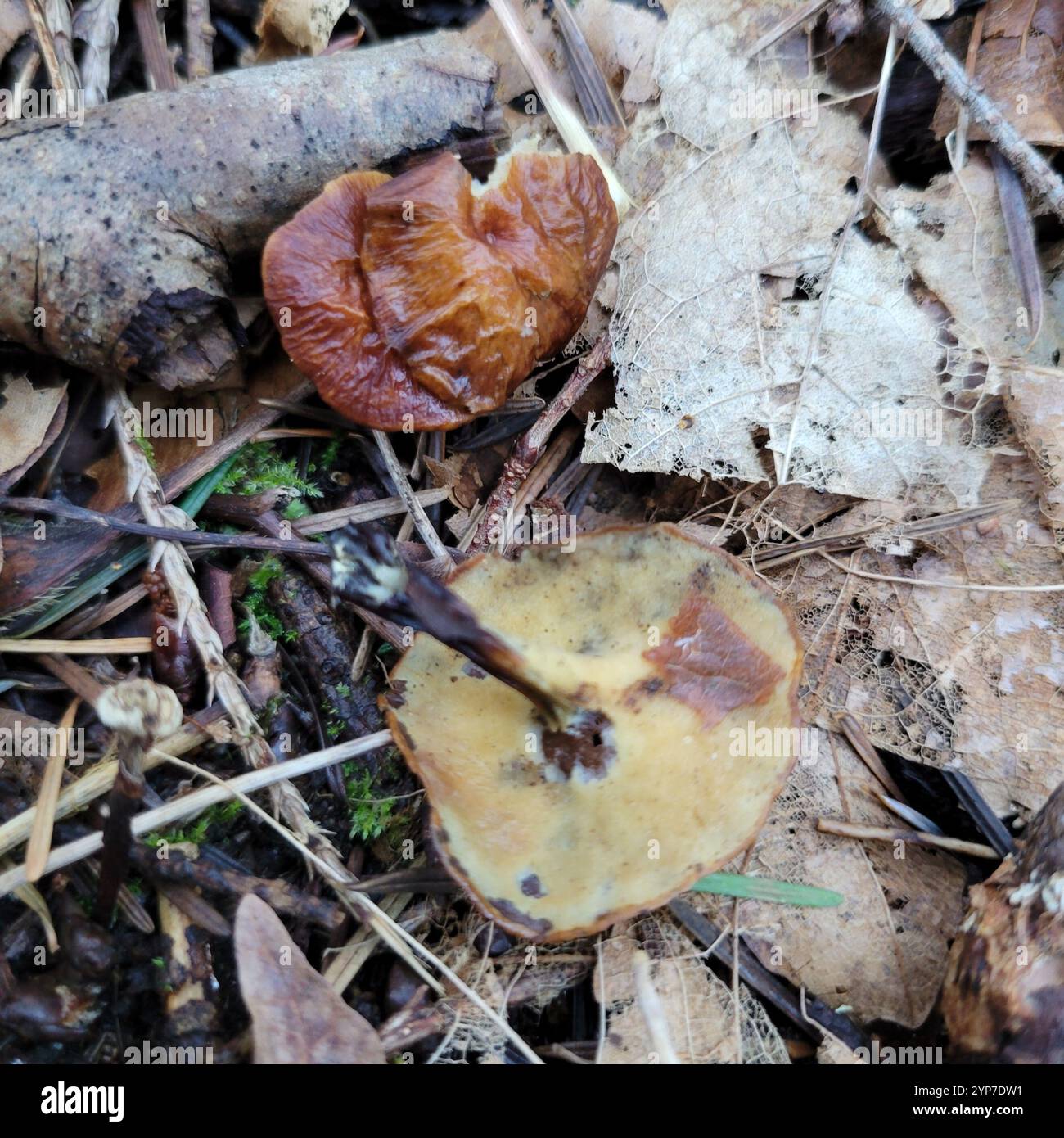 Bay Polypore (Picipes badius Stock Photo - Alamy