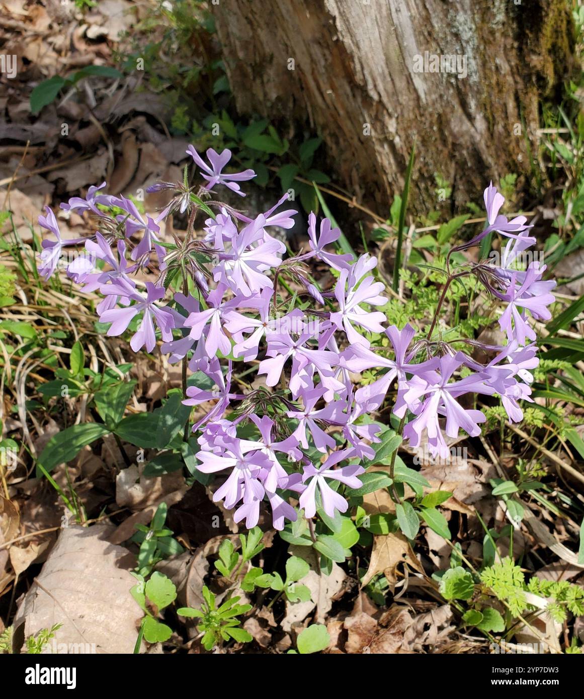 blue phlox (Phlox divaricata Stock Photo - Alamy