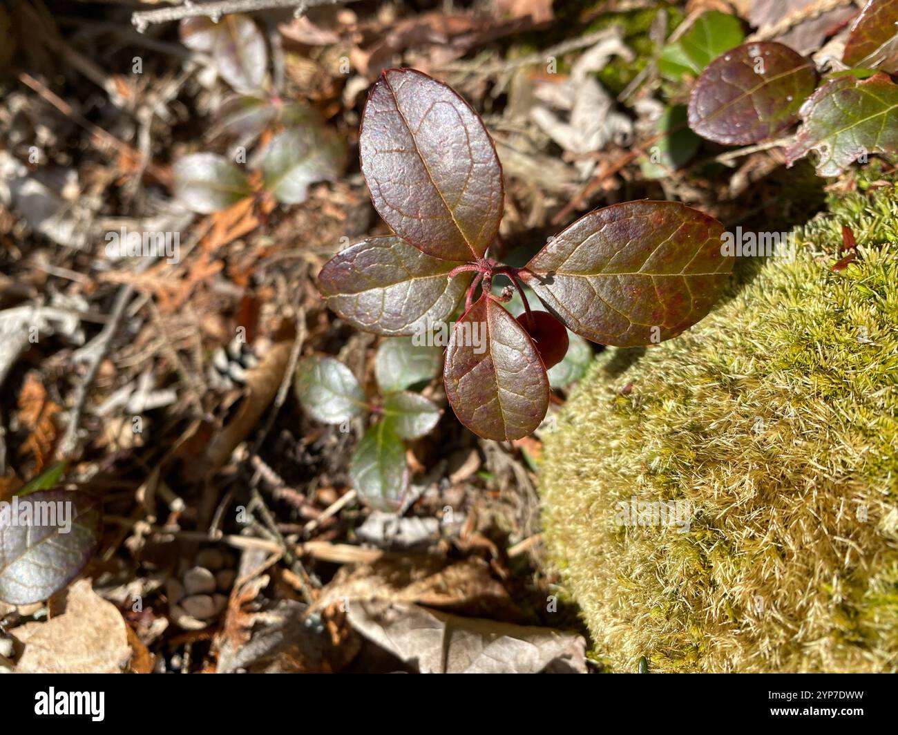 Eastern Teaberry (Gaultheria procumbens Stock Photo - Alamy