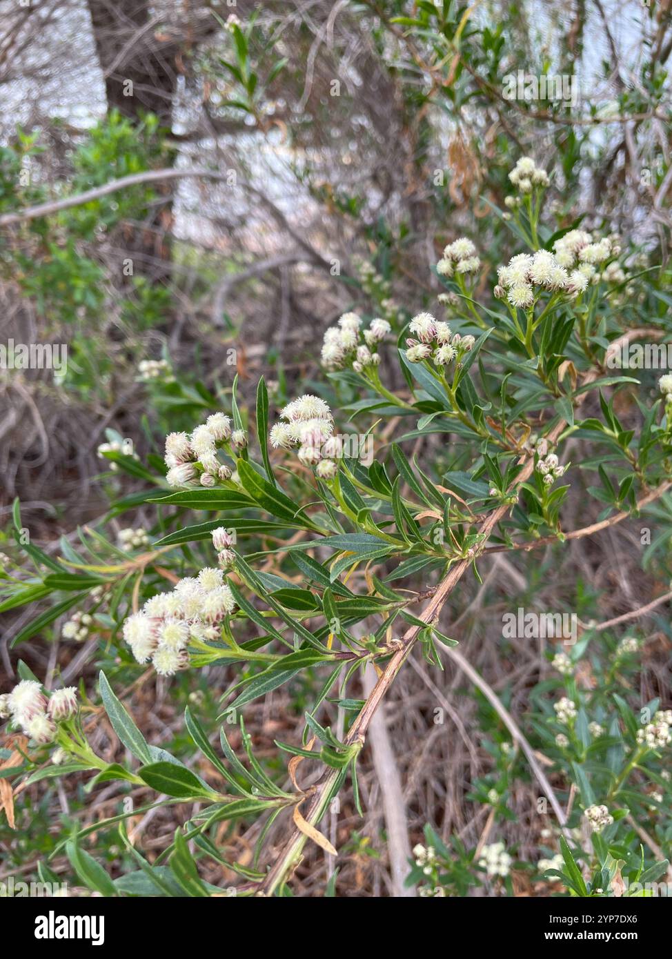 mule fat (Baccharis salicifolia Stock Photo - Alamy
