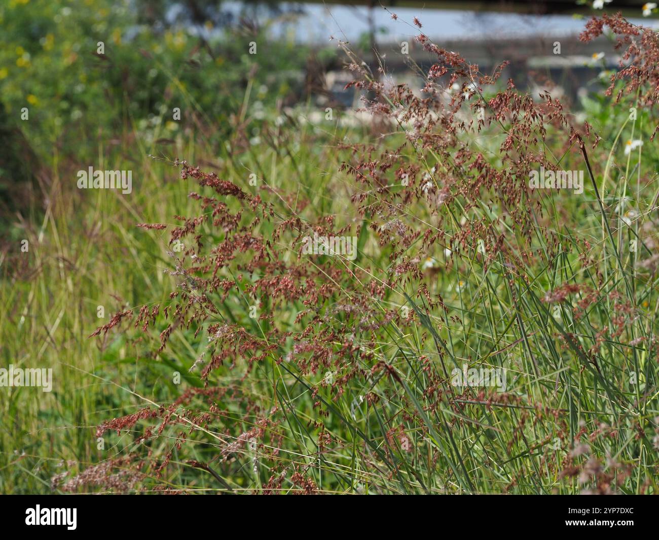 Natal grass (Melinis repens Stock Photo - Alamy