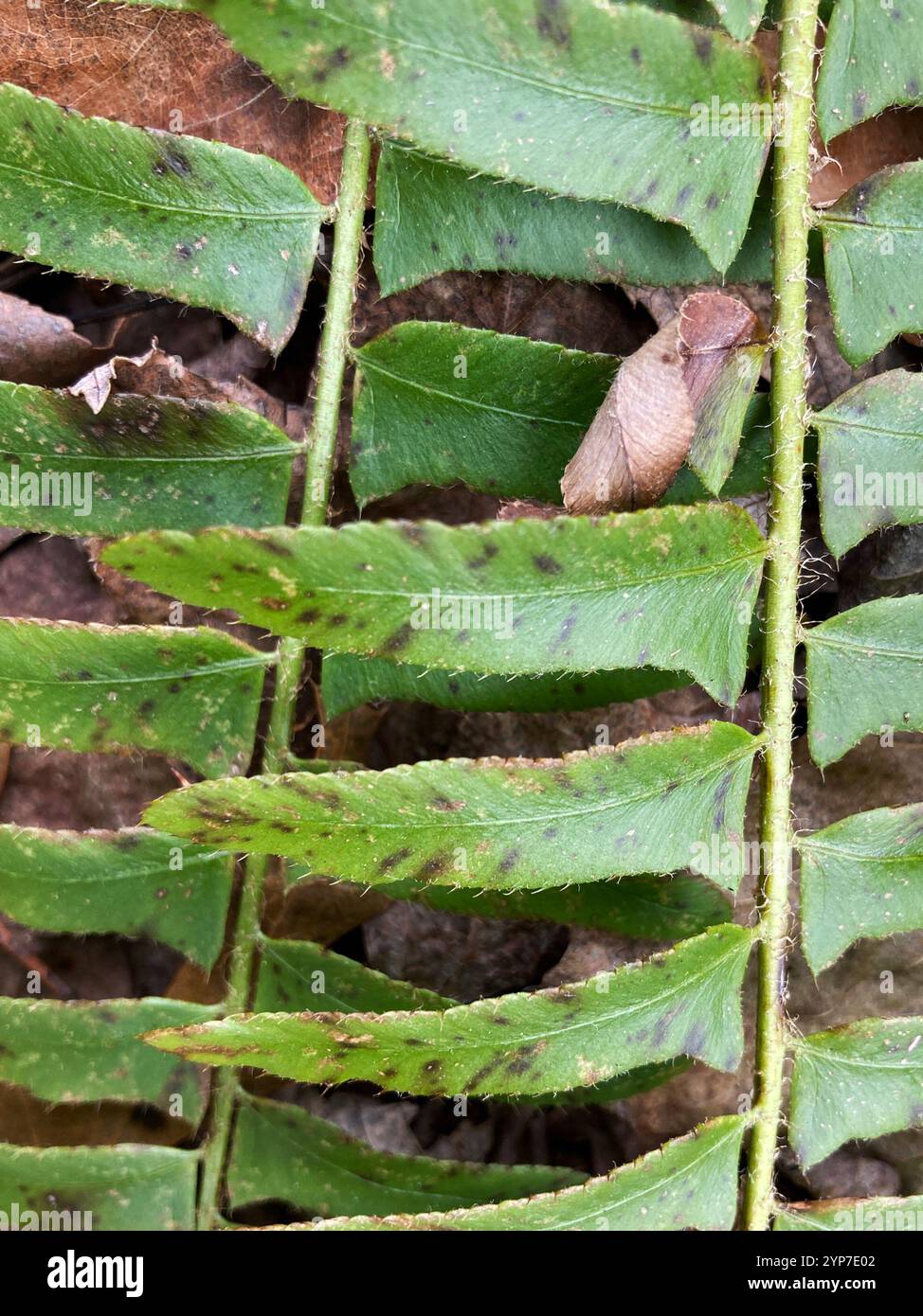 Christmas fern (Polystichum acrostichoides Stock Photo - Alamy