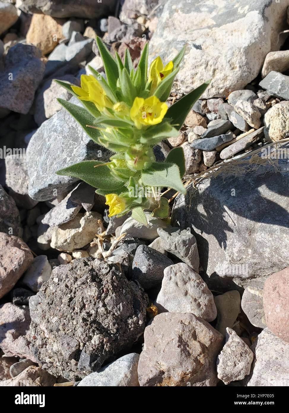 golden desert-snapdragon (Mohavea breviflora Stock Photo - Alamy