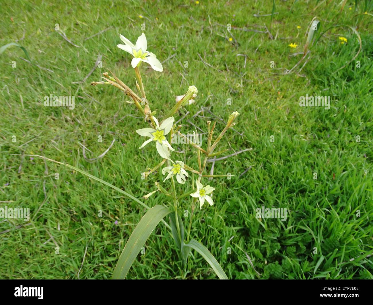 Two-leaved Cape tulip (Moraea miniata Stock Photo - Alamy