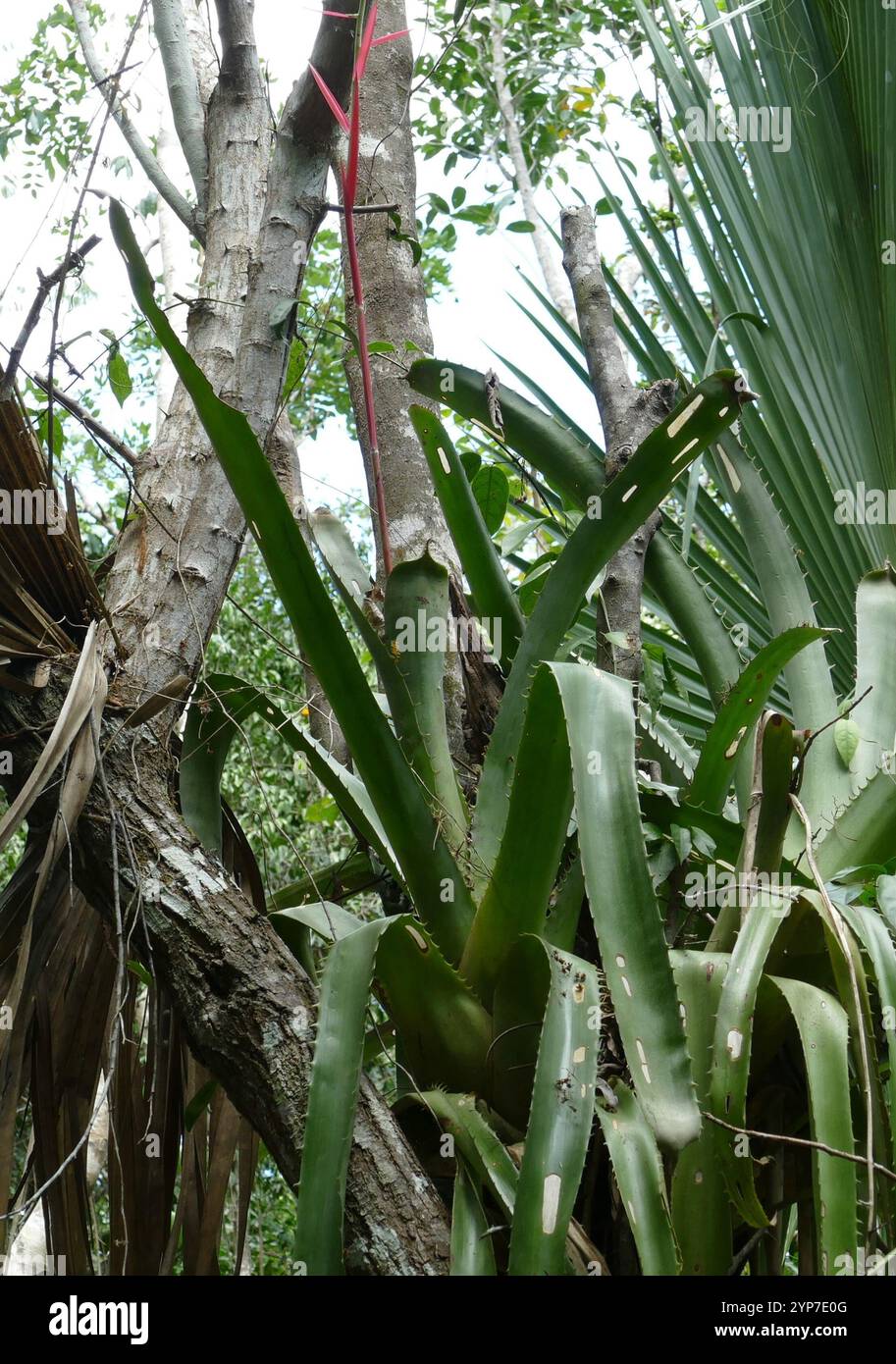 vase bromeliad (Aechmea bracteata Stock Photo - Alamy