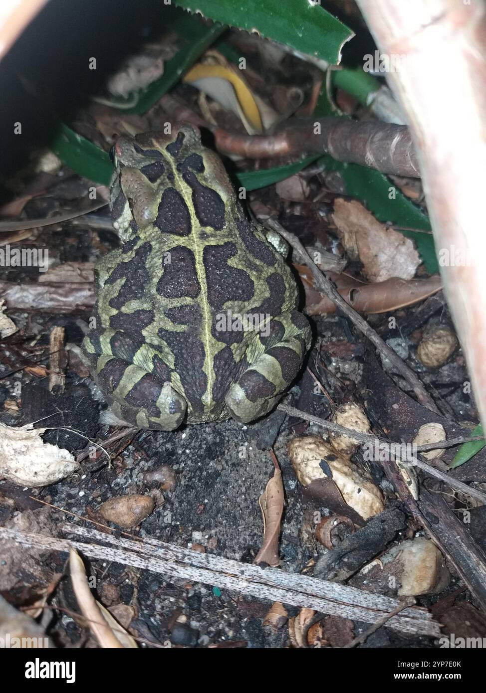 Western Leopard Toad (Sclerophrys pantherina Stock Photo - Alamy