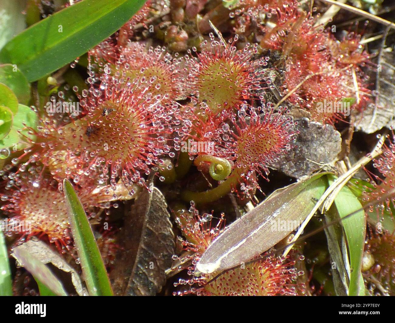 Pink Sundew (Drosera capillaris Stock Photo - Alamy