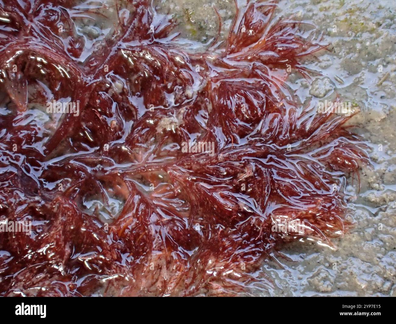 red algae (Rhodophyta Stock Photo - Alamy