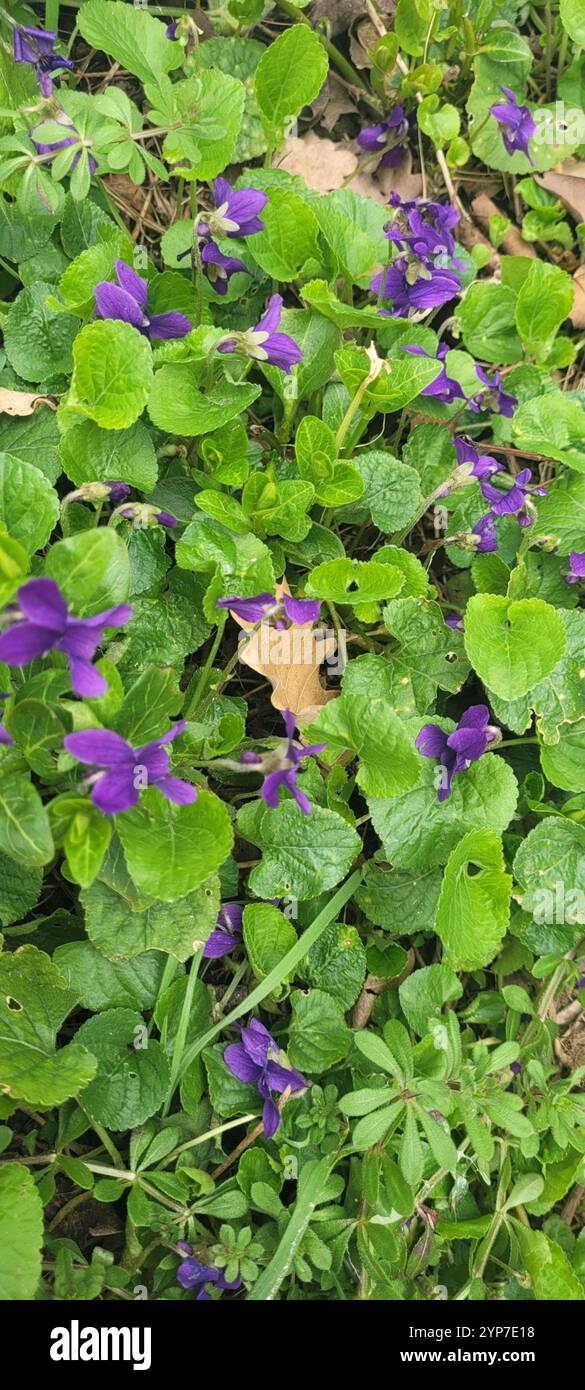 Sweet violet (Viola odorata Stock Photo - Alamy
