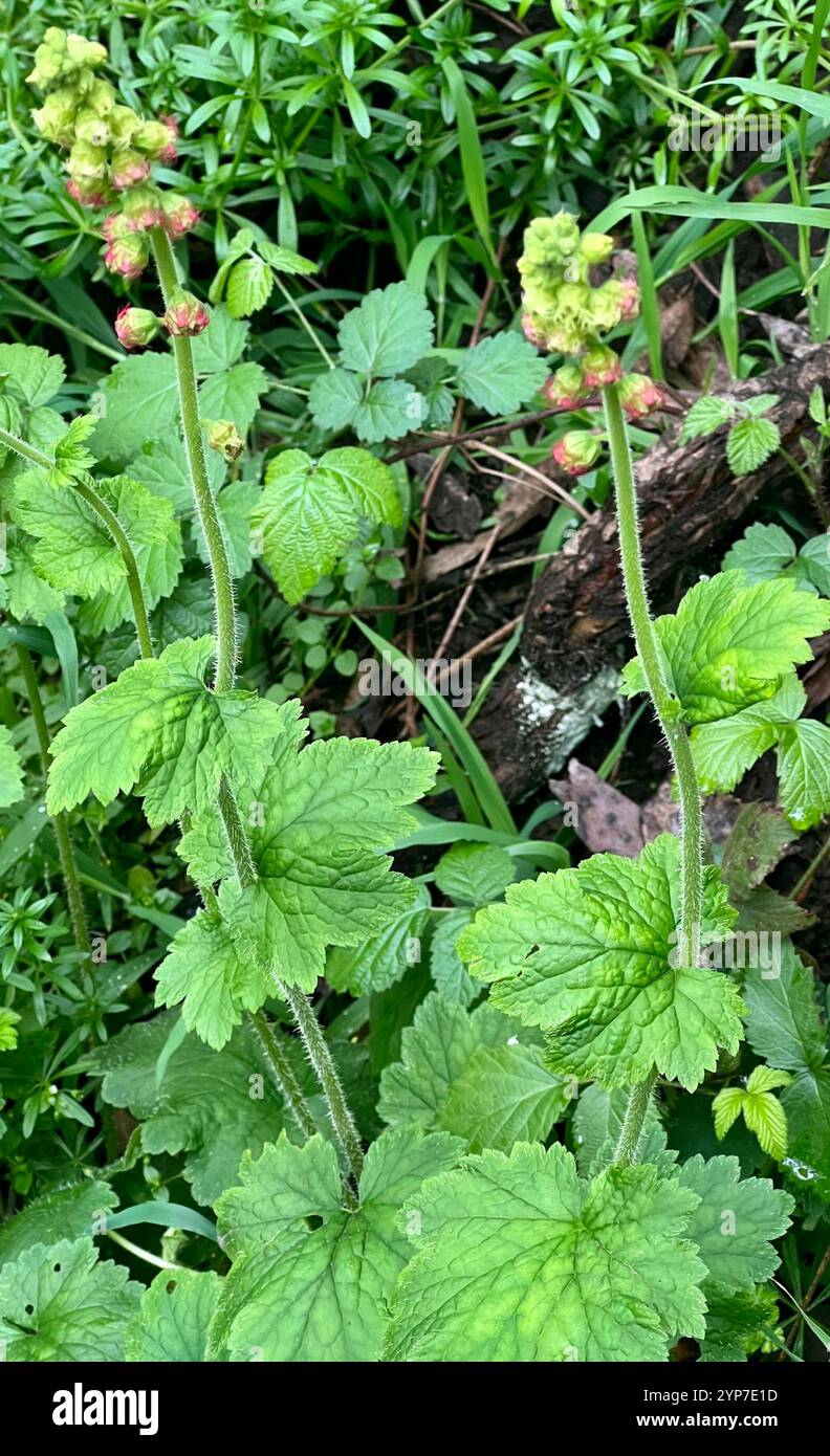 fringe cups (Tellima grandiflora Stock Photo - Alamy