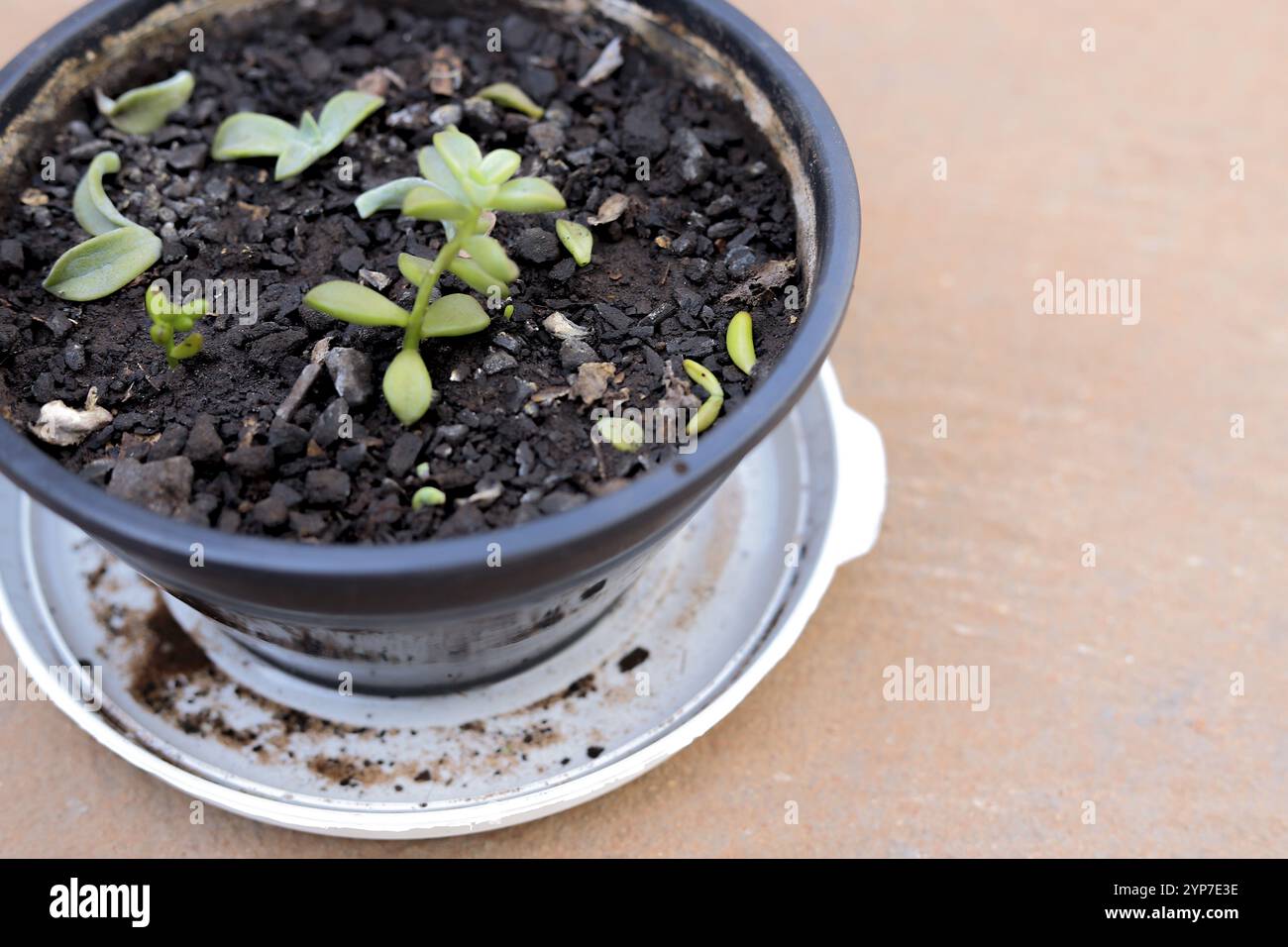 The Location Could Be A Potential Focus For Larvae Of The Aedes Aegypti