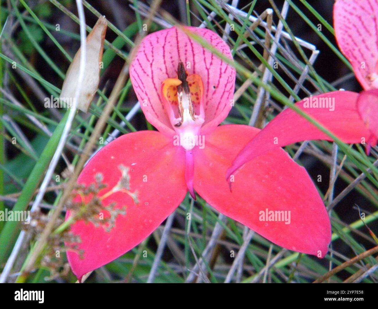 red disa (Disa uniflora Stock Photo - Alamy