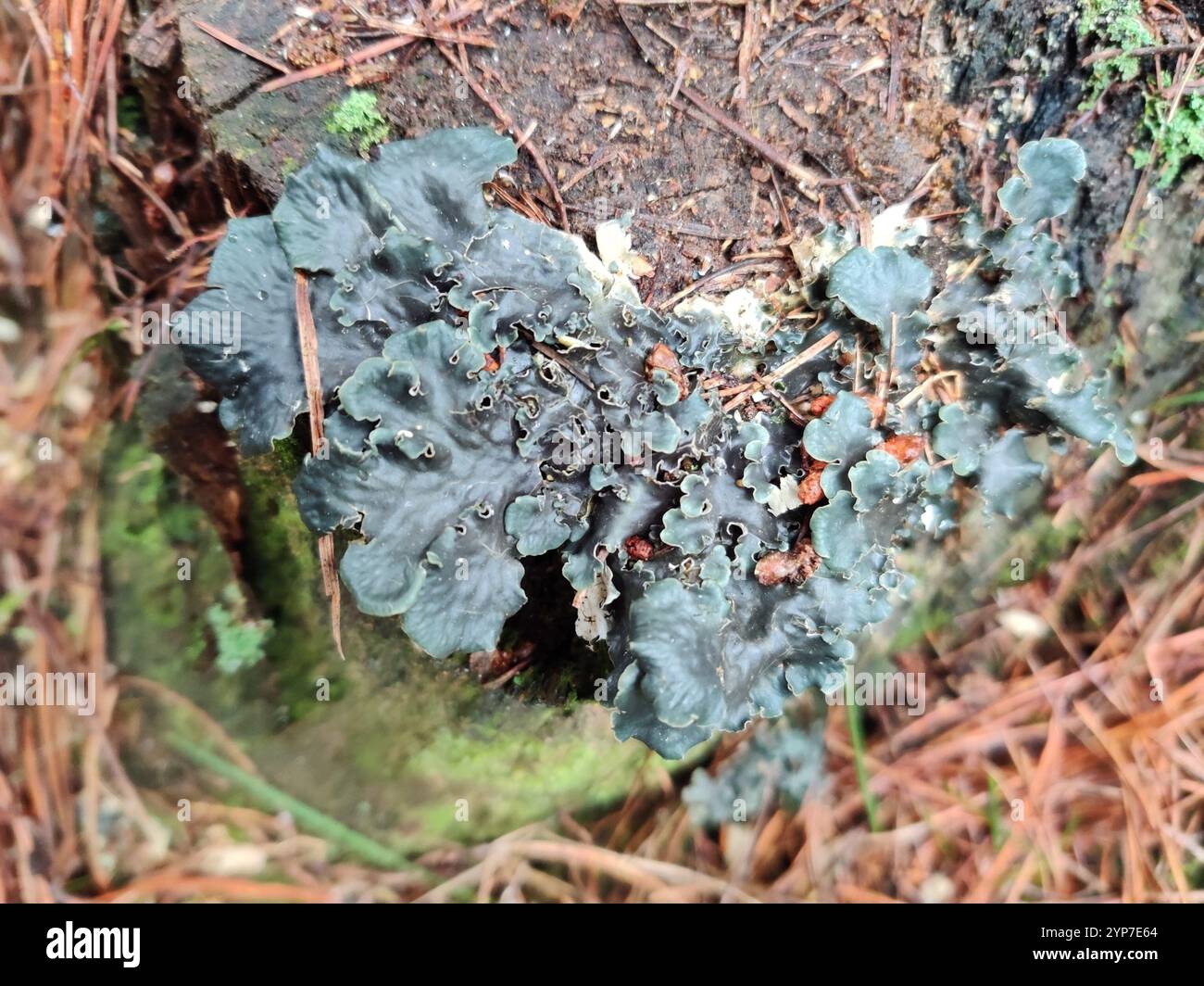 scaly pelt lichen (Peltigera praetextata Stock Photo - Alamy