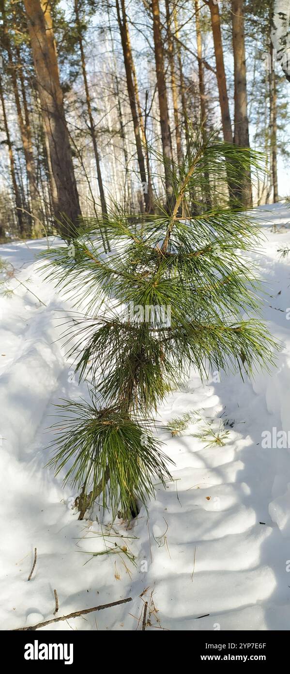 Siberian pine (Pinus sibirica Stock Photo - Alamy
