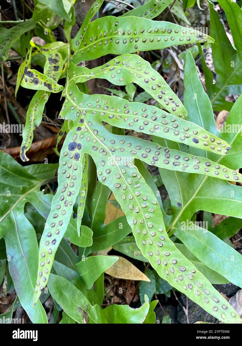 Musk Fern (Microsorum grossum Stock Photo - Alamy