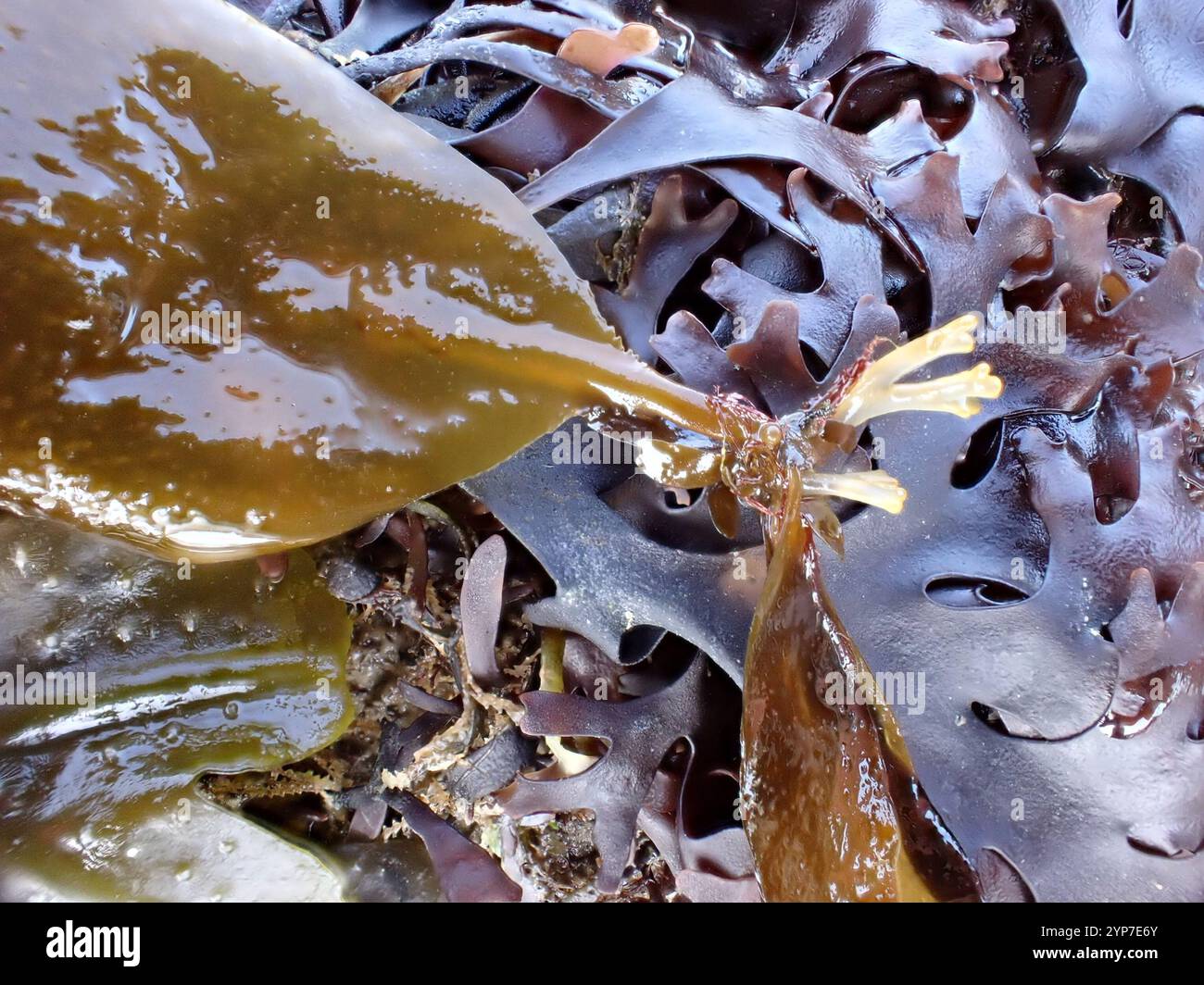green algae (Chlorophyta Stock Photo - Alamy