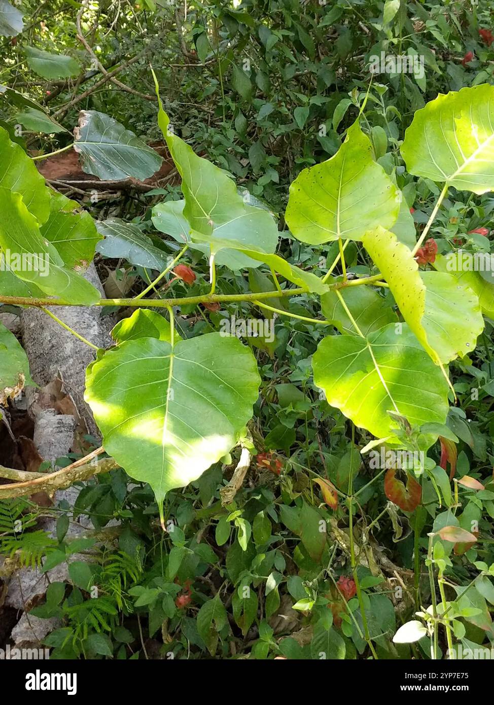 Sacred fig (Ficus religiosa Stock Photo - Alamy