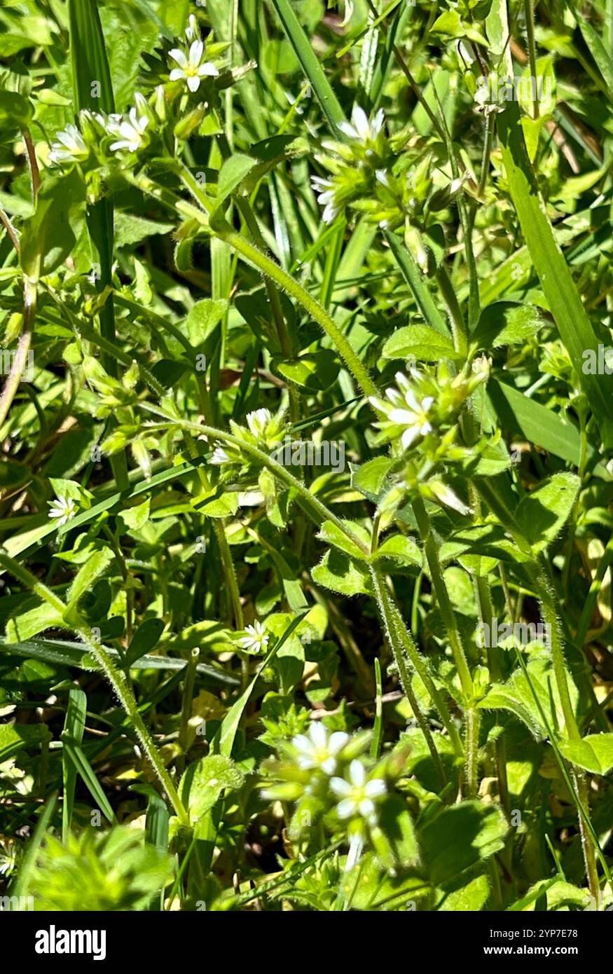 Sticky mouse-ear chickweed (Cerastium glomeratum Stock Photo - Alamy
