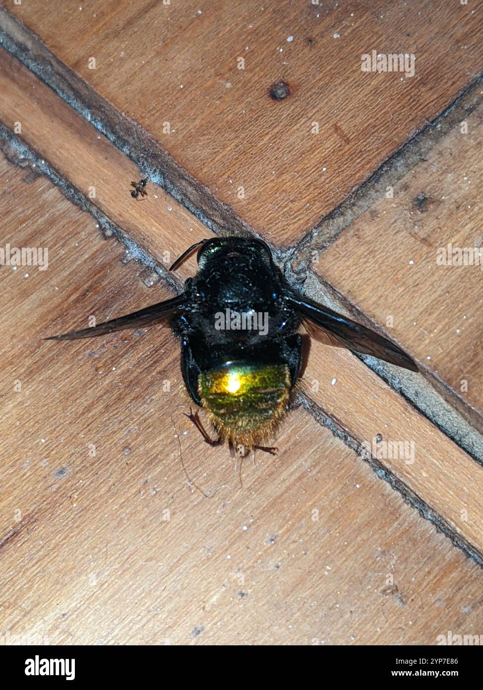 Three-sectioned Orchid Bee (Euglossa intersecta Stock Photo - Alamy