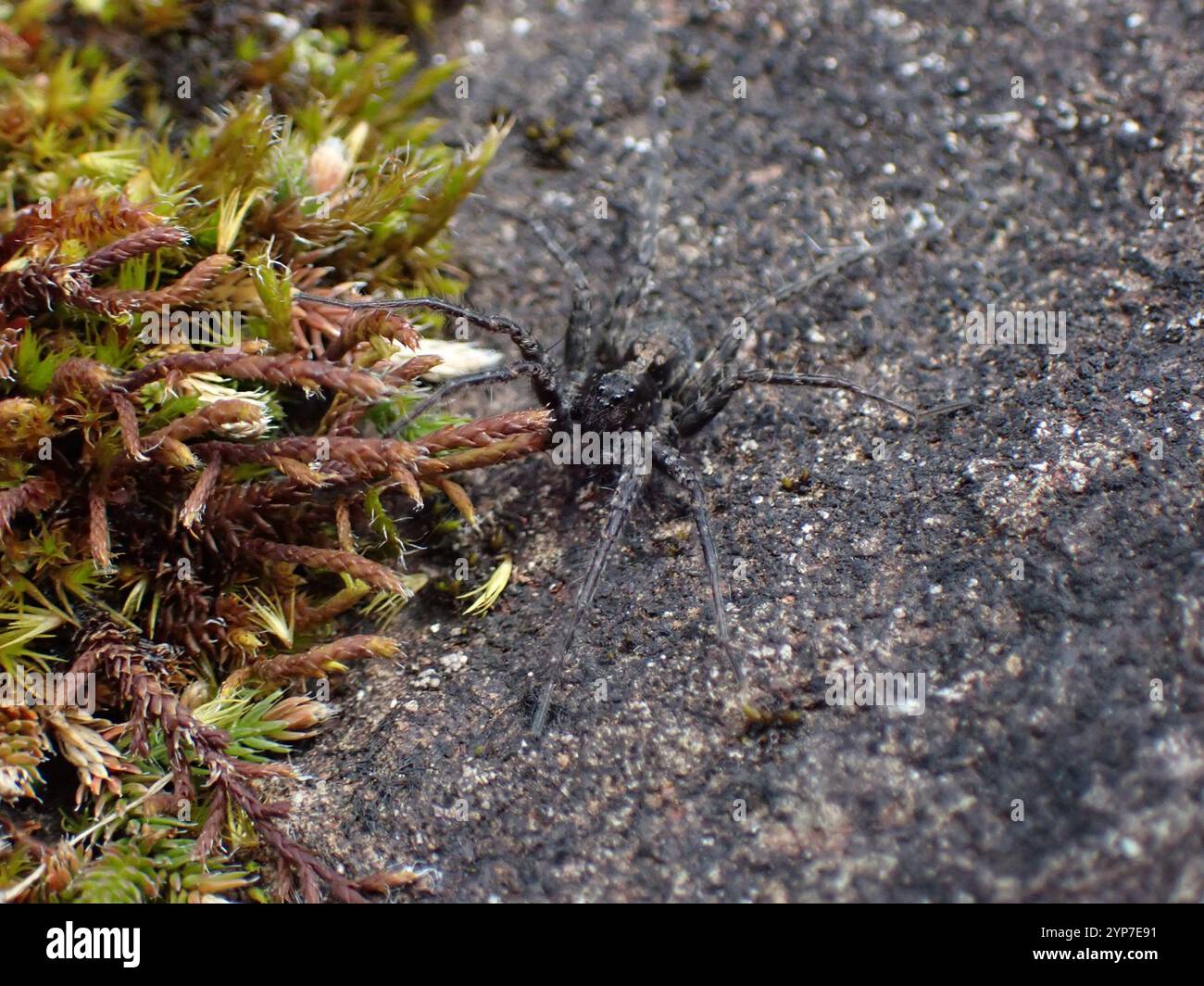 Thin-legged Wolf Spiders (Pardosa Stock Photo - Alamy