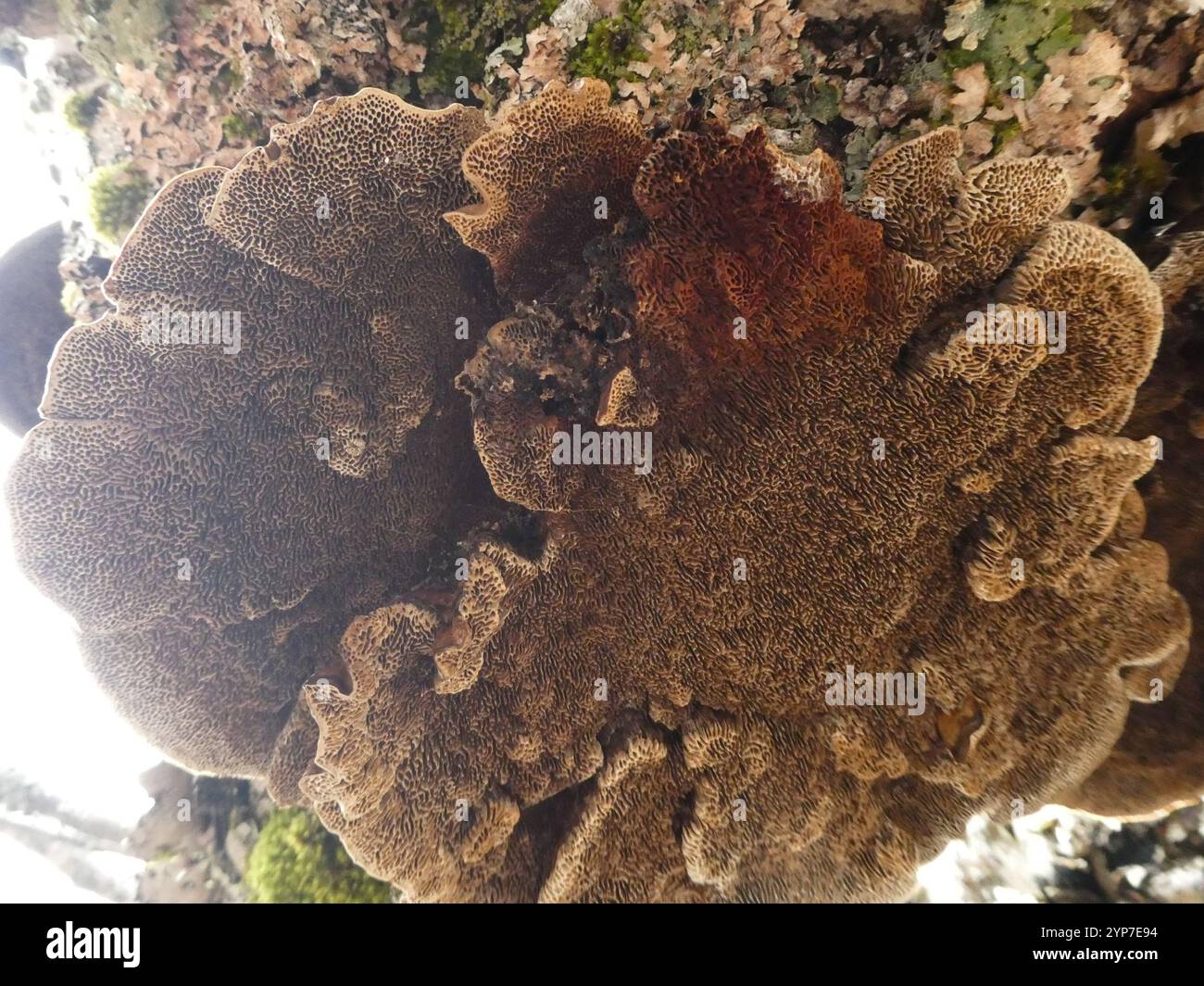 Thin-walled Maze Polypore (Daedaleopsis confragosa Stock Photo - Alamy