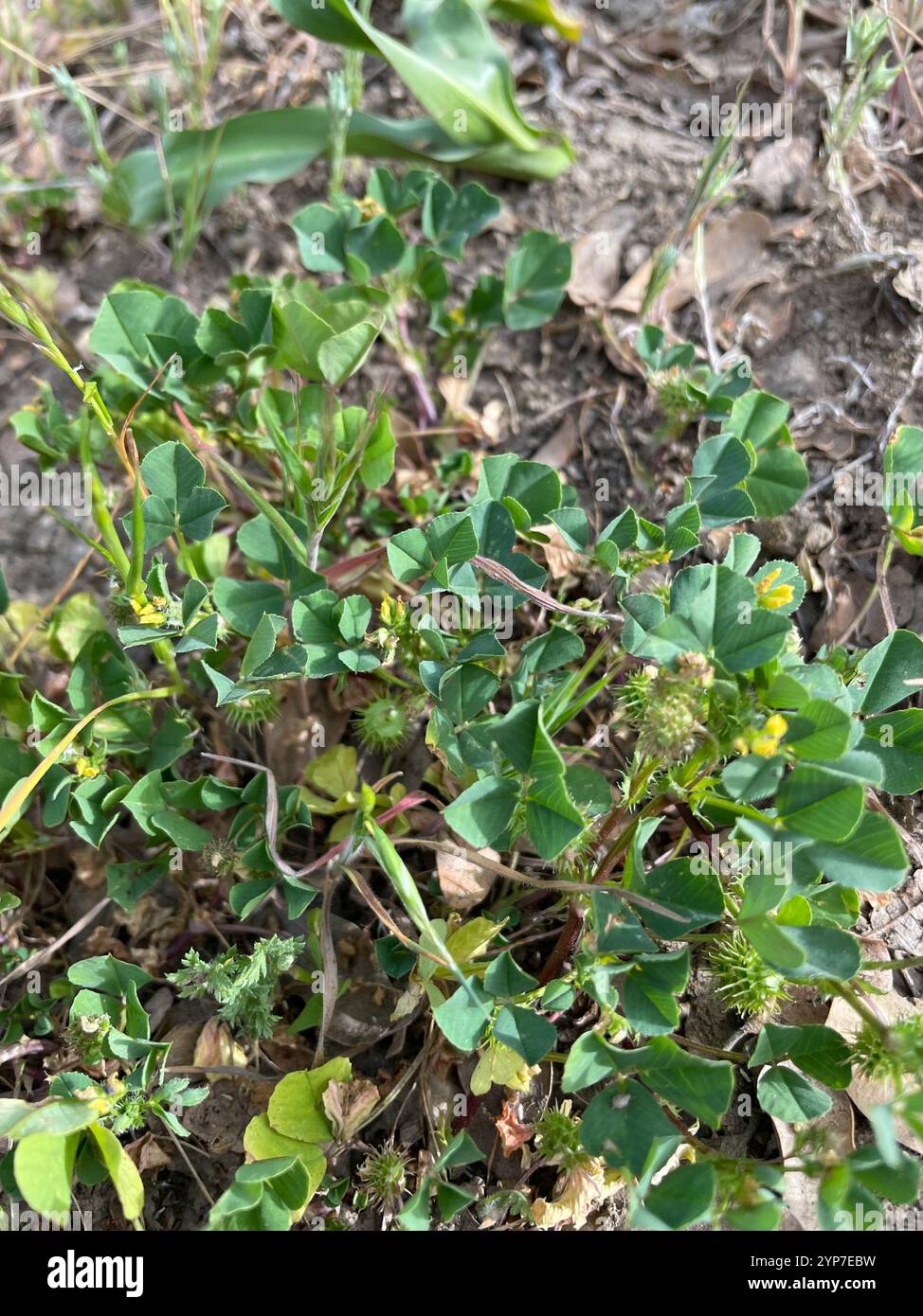 bur clover (Medicago polymorpha Stock Photo - Alamy