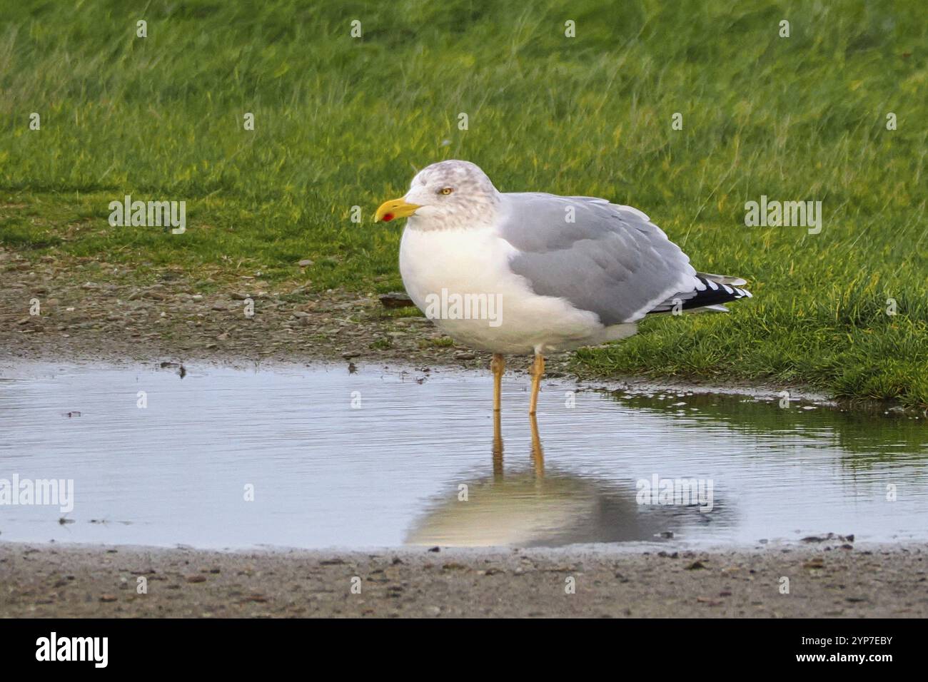 Seagull (Larinae) in a puddle, Brouwersdam, province of South Holland ...