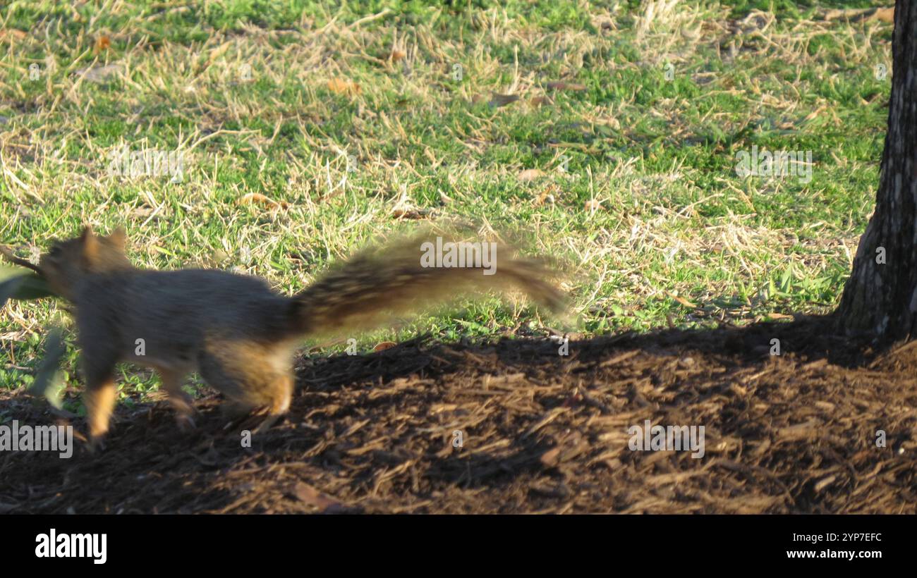 Eastern Fox Squirrel (Sciurus niger Stock Photo - Alamy