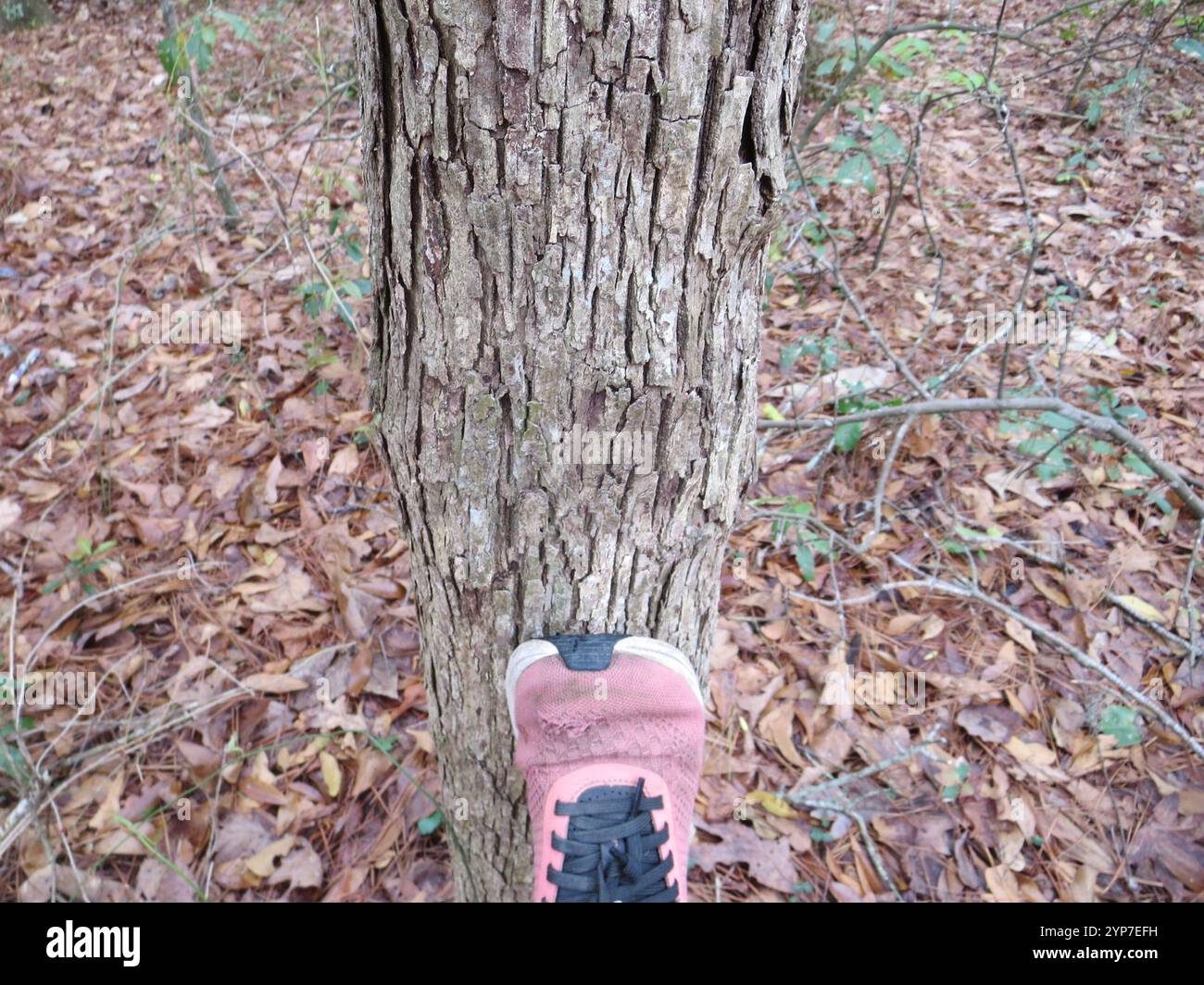 white oak (Quercus alba Stock Photo - Alamy
