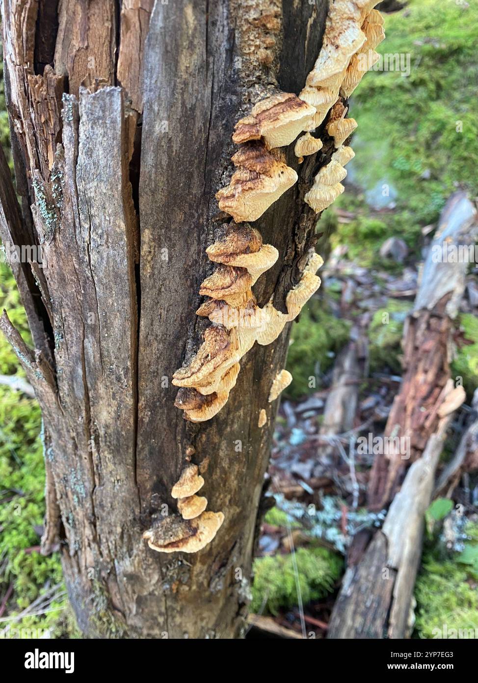 bracket polypores (Fomitopsidaceae Stock Photo - Alamy