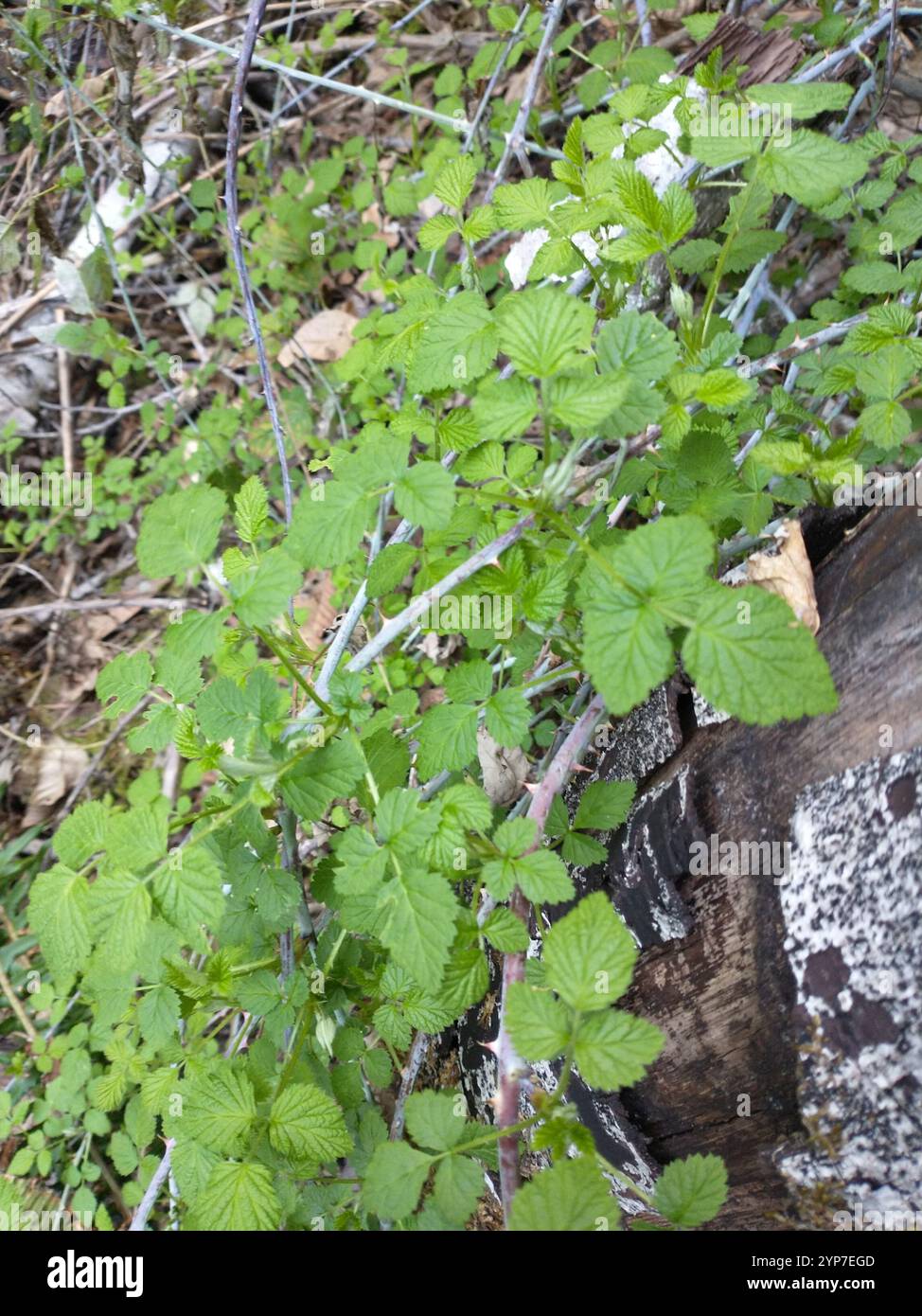 whitebark raspberry (Rubus leucodermis Stock Photo - Alamy