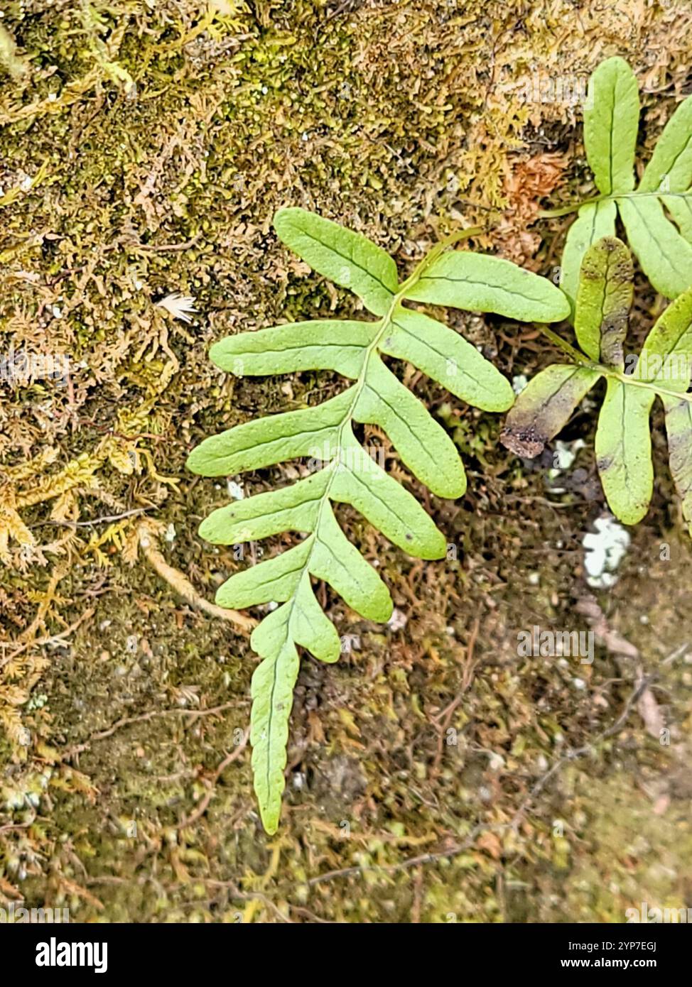 rock polypody (Polypodium virginianum Stock Photo - Alamy