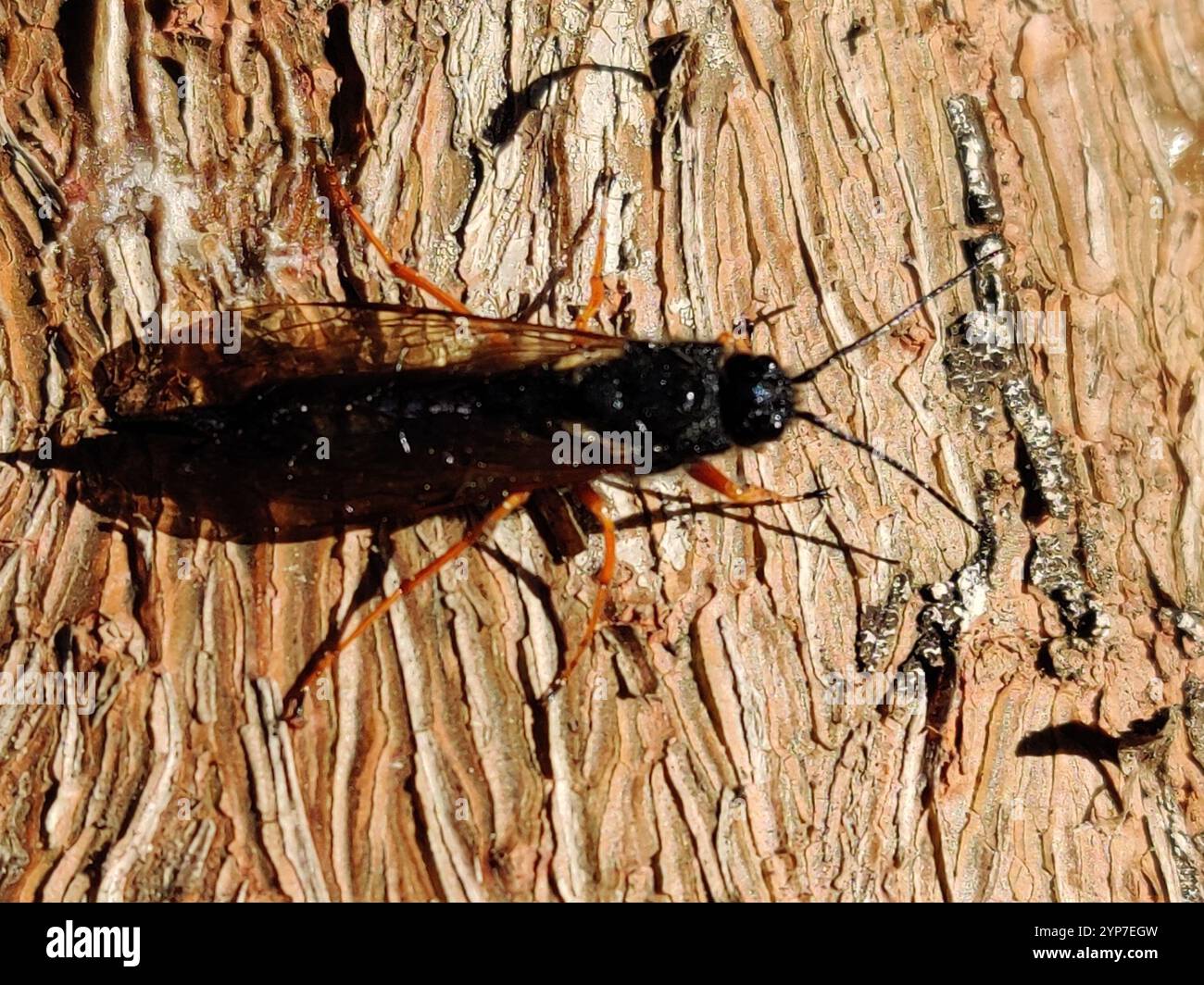 European Woodwasp (Sirex noctilio Stock Photo - Alamy