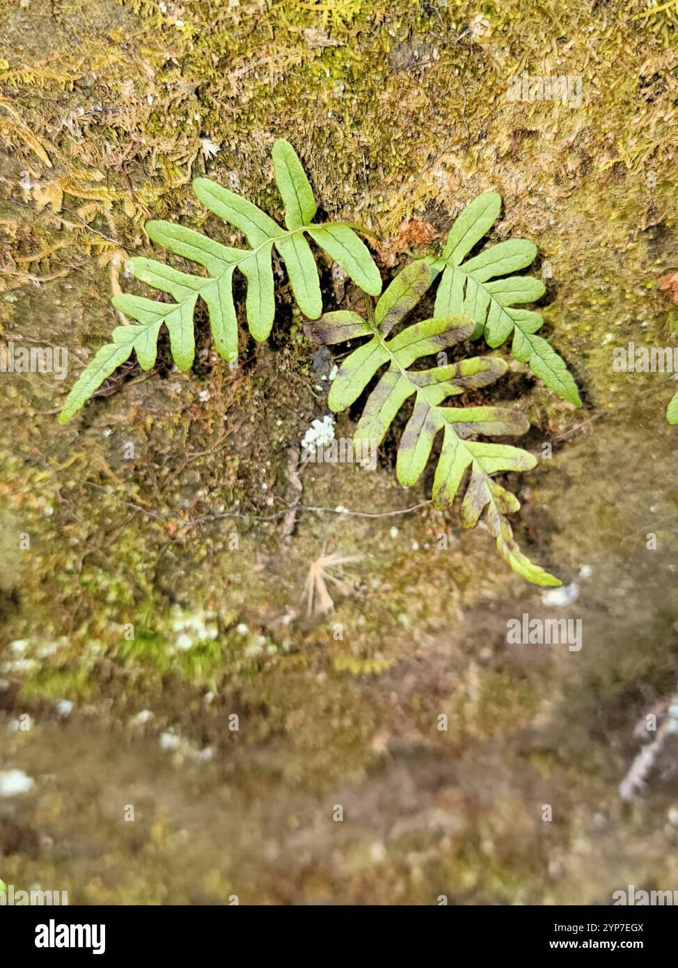rock polypody (Polypodium virginianum Stock Photo - Alamy
