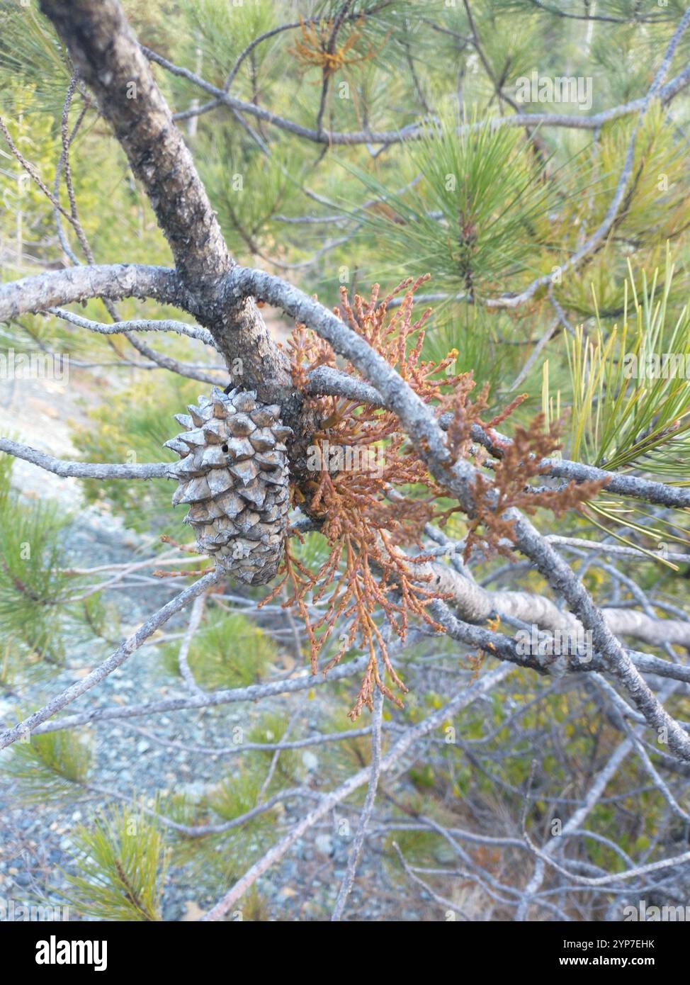 knobcone pine (Pinus attenuata Stock Photo - Alamy
