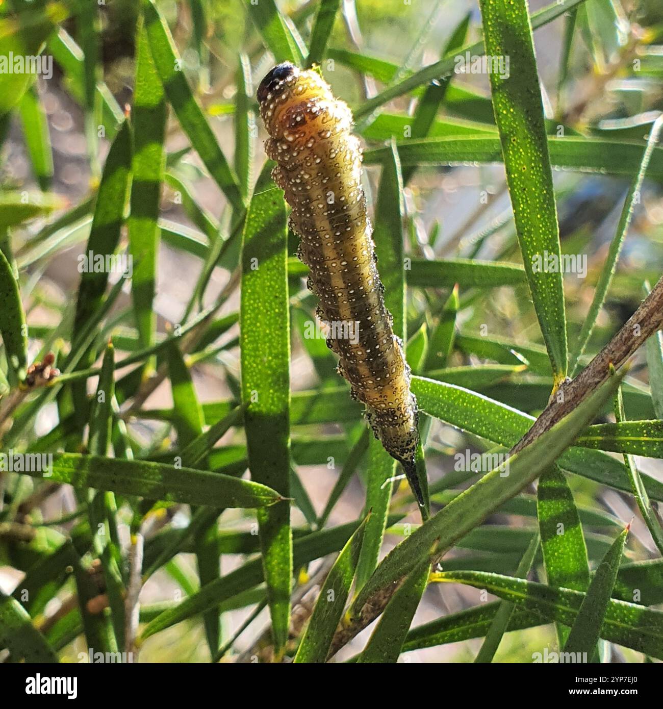 Bottlebrush Sawfly (Pterygophorus cinctus Stock Photo - Alamy