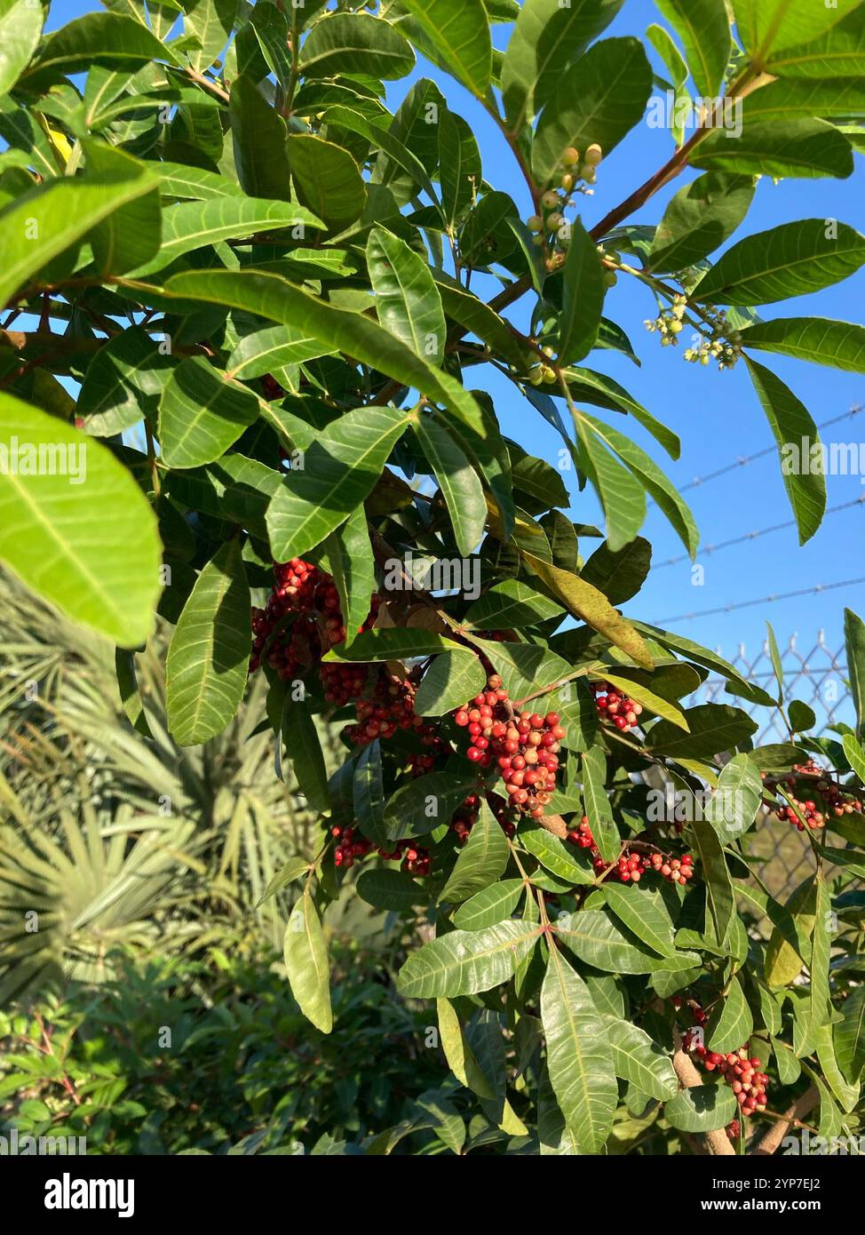 Brazilian pepper (Schinus terebinthifolia Stock Photo - Alamy