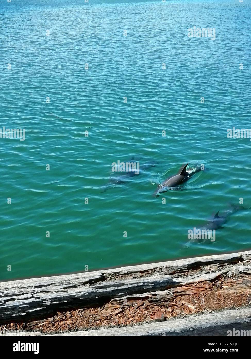 Common Dolphin (Delphinus delphis Stock Photo - Alamy