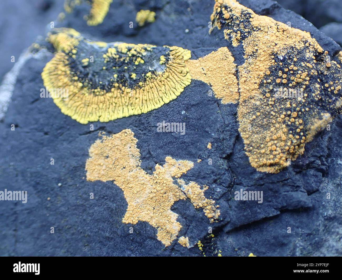 Ringed Firedot Lichen (Polycauliona verruculifera Stock Photo - Alamy