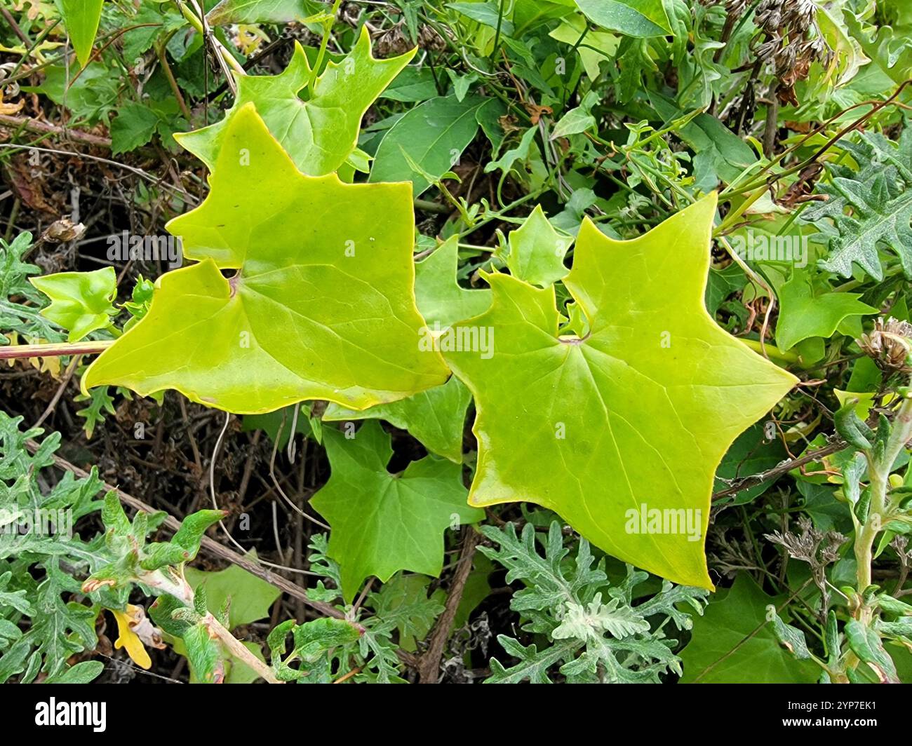 Cape-ivy (Delairea odorata Stock Photo - Alamy