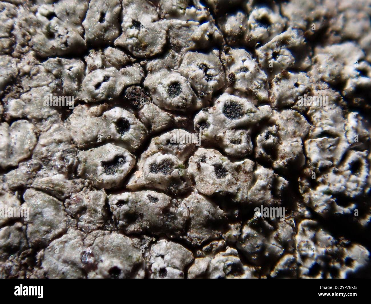 Chiseled Sunken Disk Lichen (Circinaria contorta Stock Photo - Alamy