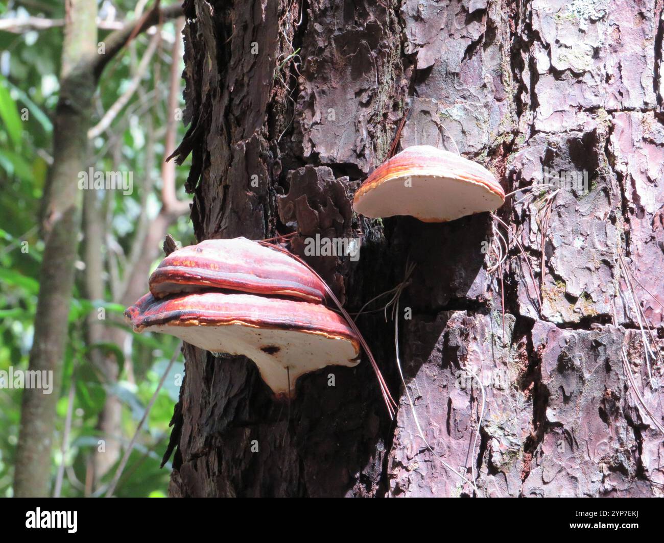 Red-banded Polypore (Fomitopsis pinicola Stock Photo - Alamy