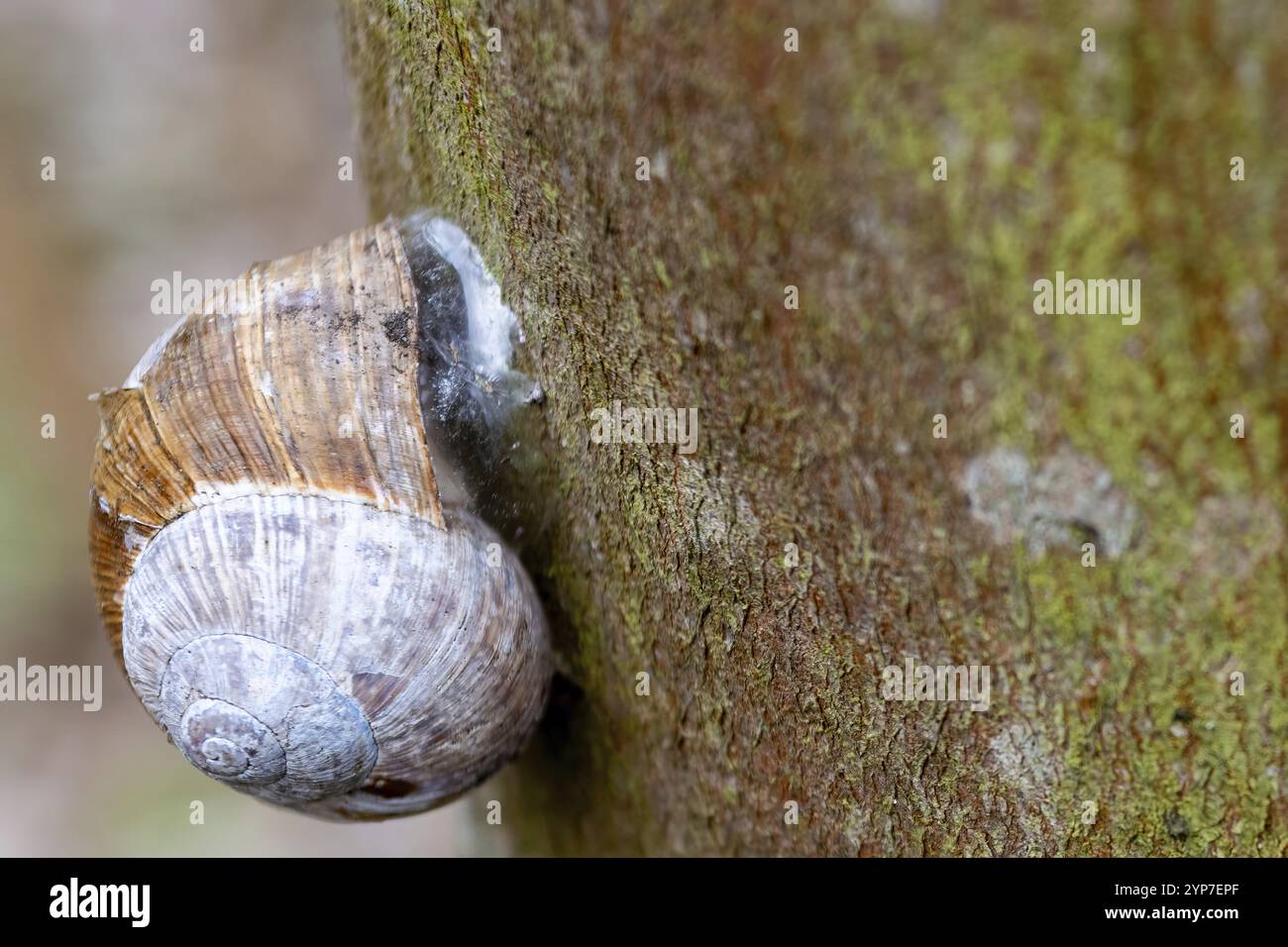 Snail with snail shell on tree bark Stock Photo - Alamy