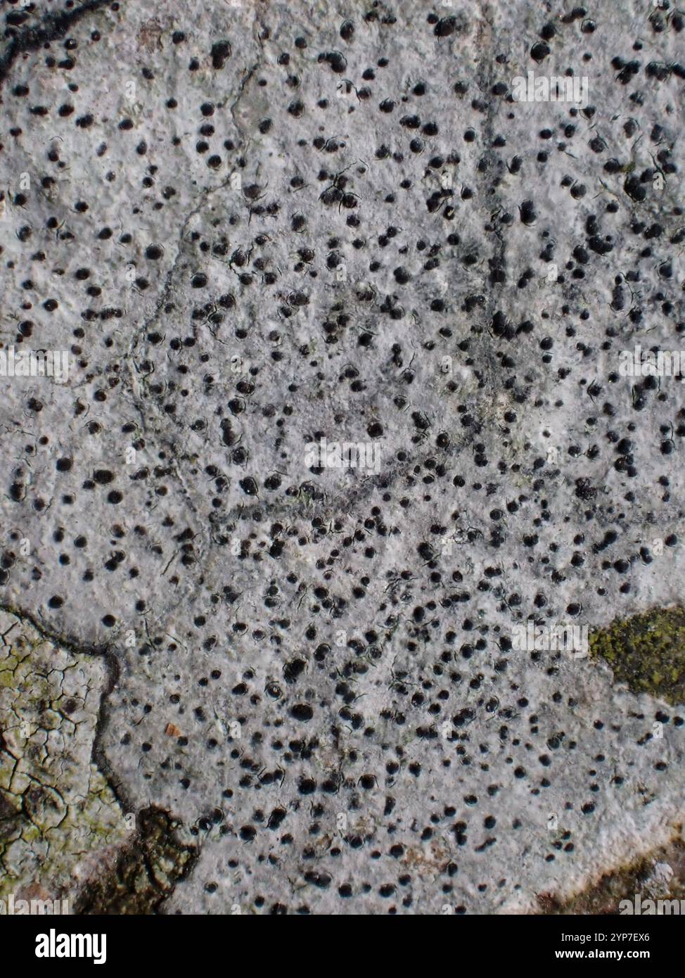 concentric boulder lichen (Porpidia crustulata Stock Photo - Alamy