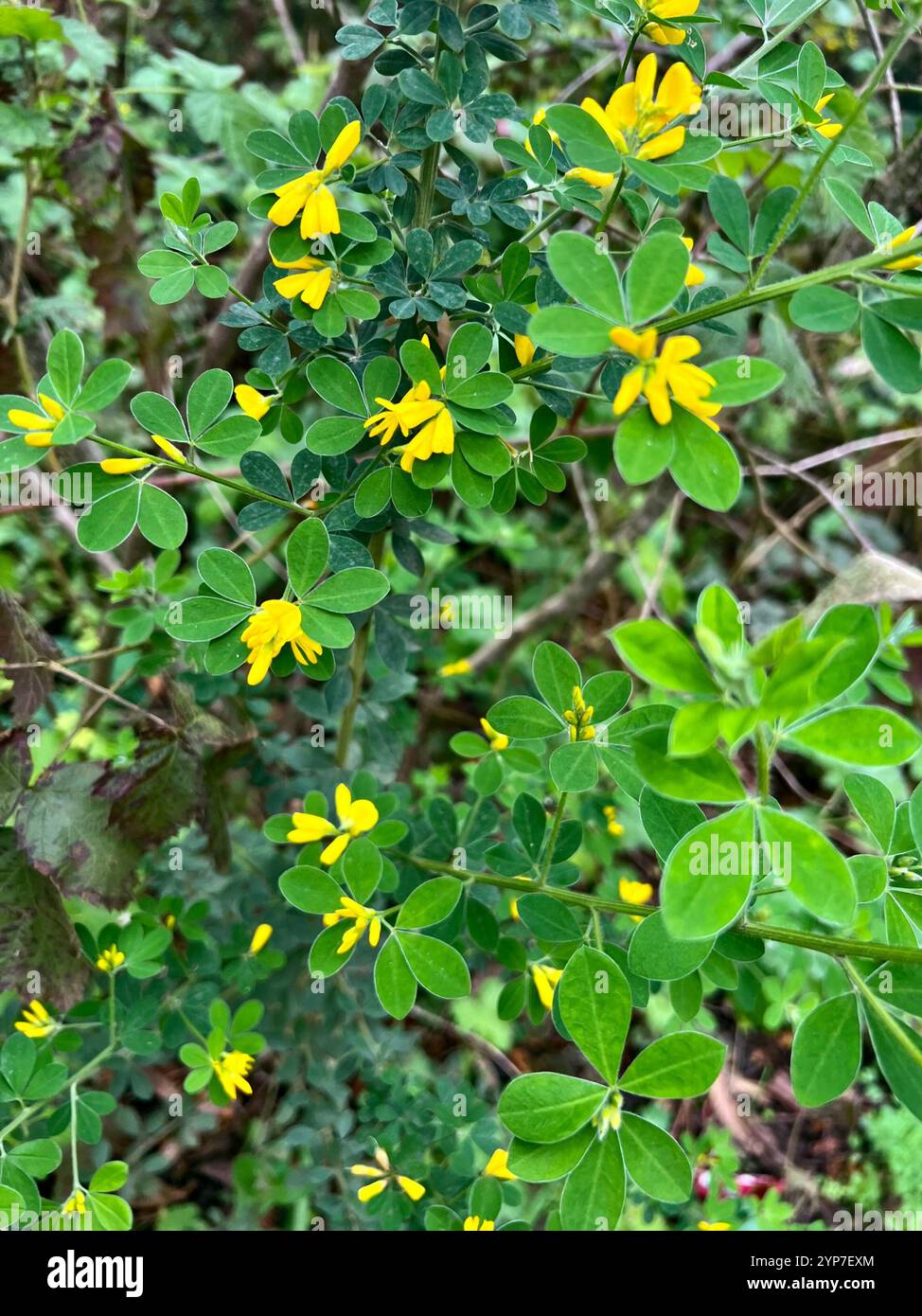 French broom (Genista monspessulana Stock Photo - Alamy