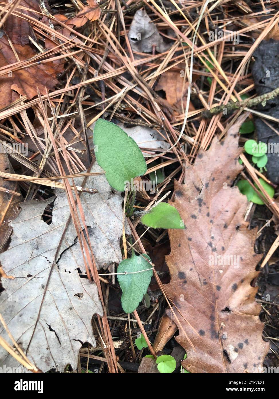 Grassleaf azure aster (Symphyotrichum oolentangiense poaceum Stock ...