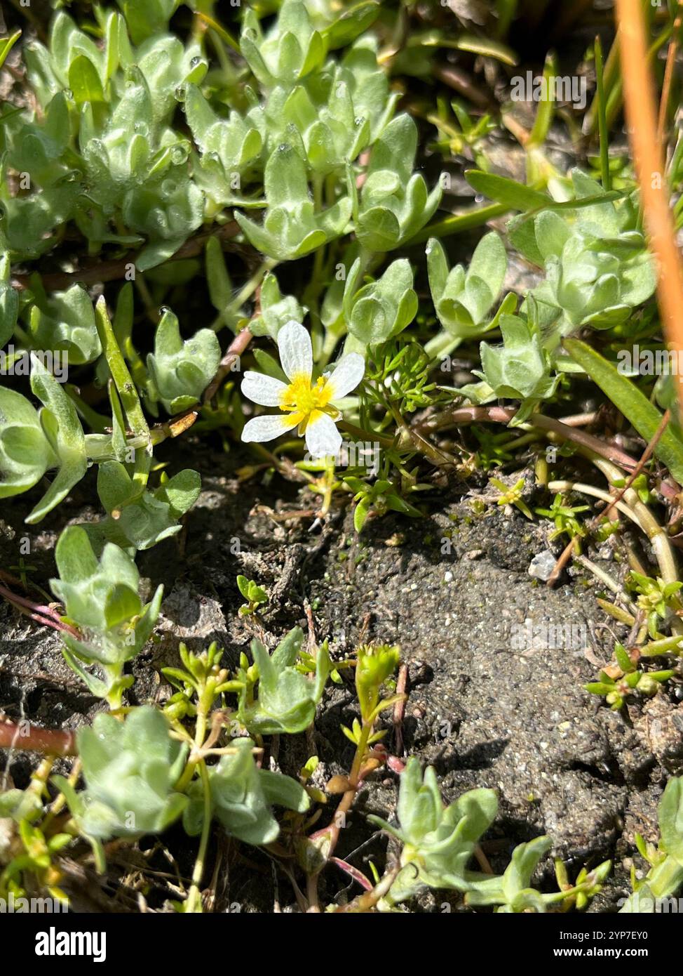 common water-crowfoot (Ranunculus aquatilis Stock Photo - Alamy