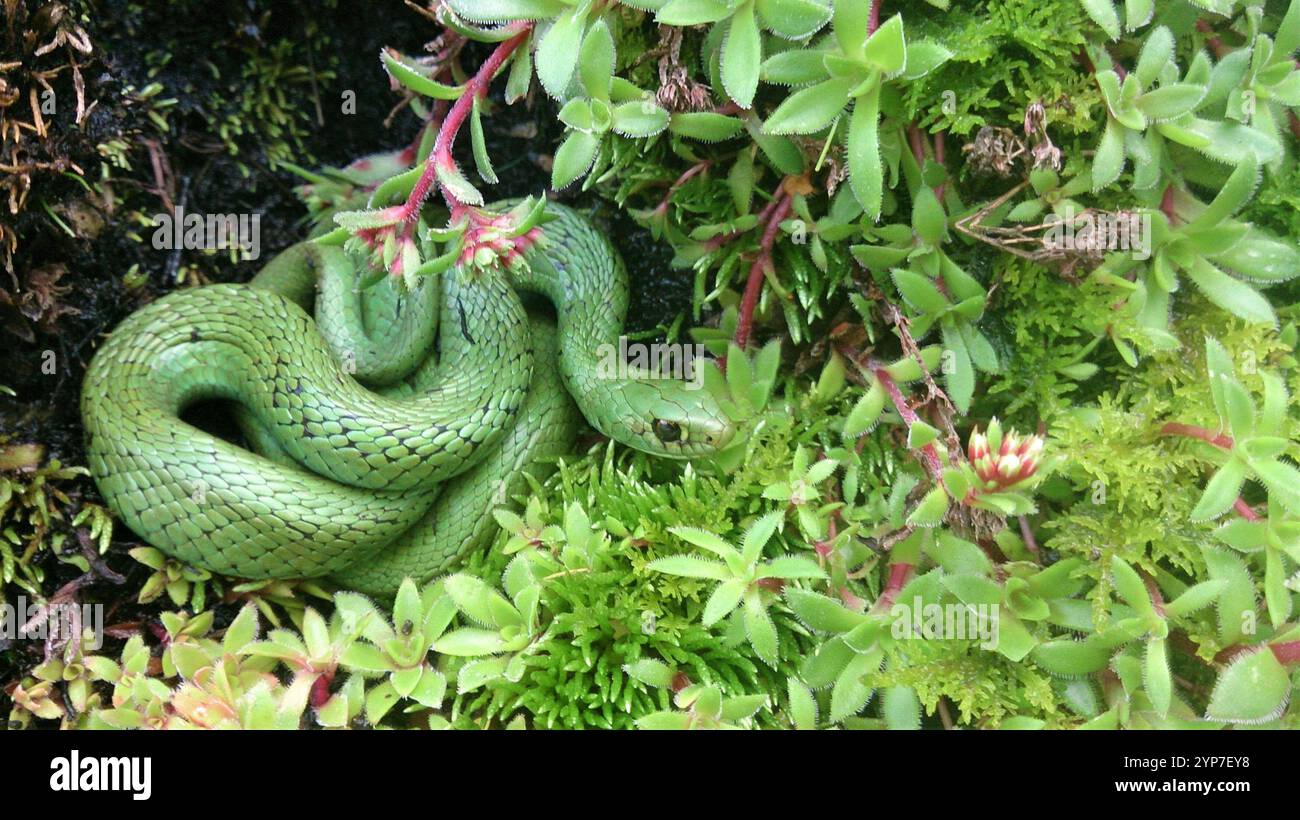 Cape Reed Snake (Amplorhinus multimaculatus Stock Photo - Alamy