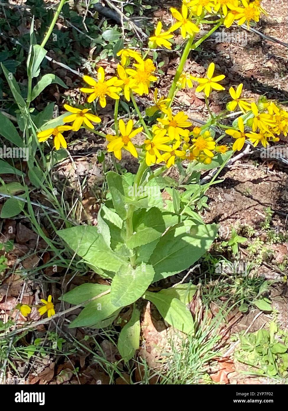 Texas ragwort (Senecio ampullaceus Stock Photo - Alamy