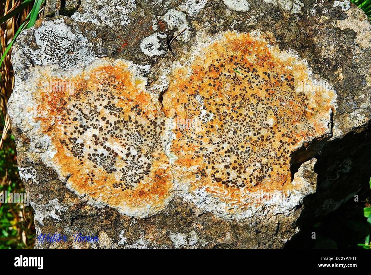 Tile Lichens (Lecidea Stock Photo - Alamy